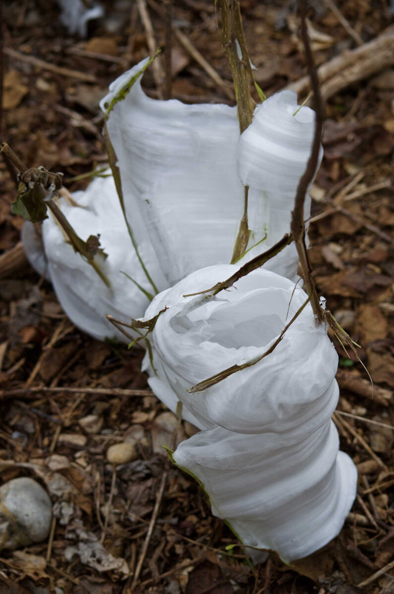 What is a Frost Flower? - Images and Facts about Crystallofolia