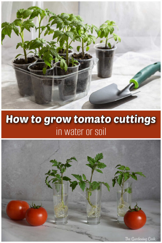 Propagating Tomatoes - Growing Cuttings in Water or Soil