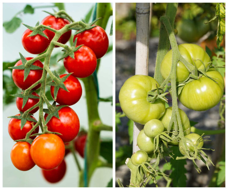 Tomatoes Not Turning Red - 6 Reasons Why Tomatoes Won't Ripen