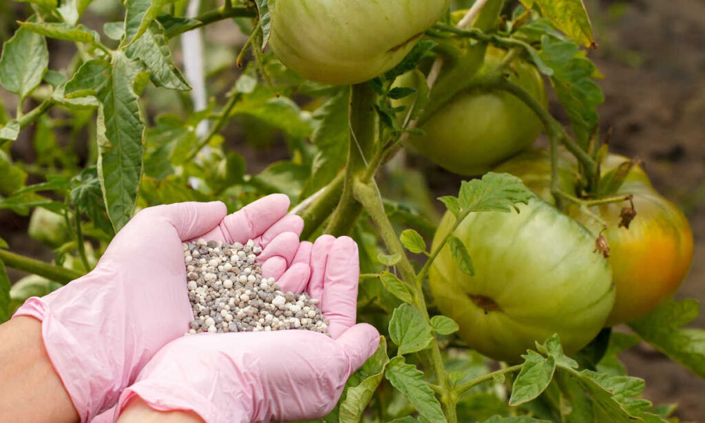 Tomatoes Not Turning Red - 6 Reasons Why Tomatoes Won't Ripen
