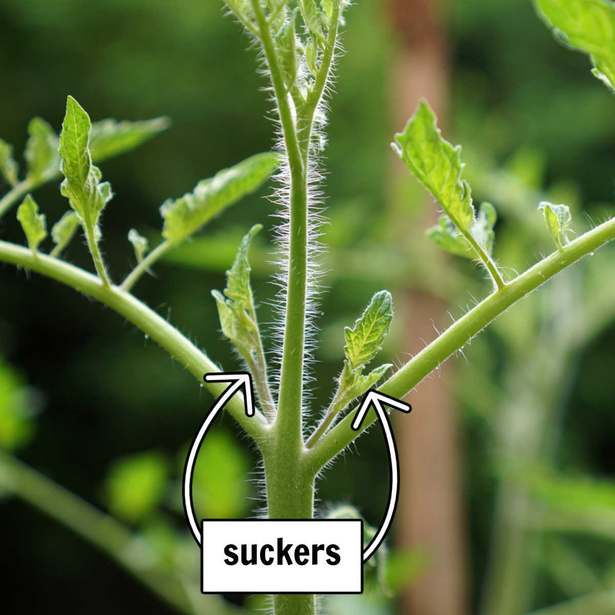 What are Tomato Suckers - Should You Remove Them?
