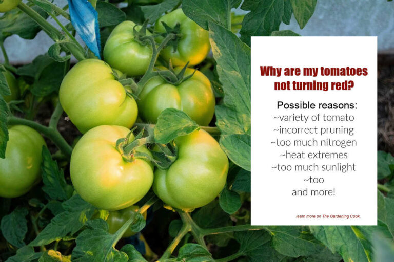 Tomatoes Not Turning Red - 6 Reasons Why Tomatoes Won't Ripen