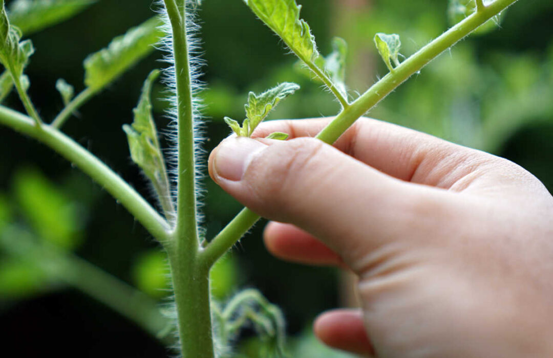 What are Tomato Suckers - Should You Remove Them?