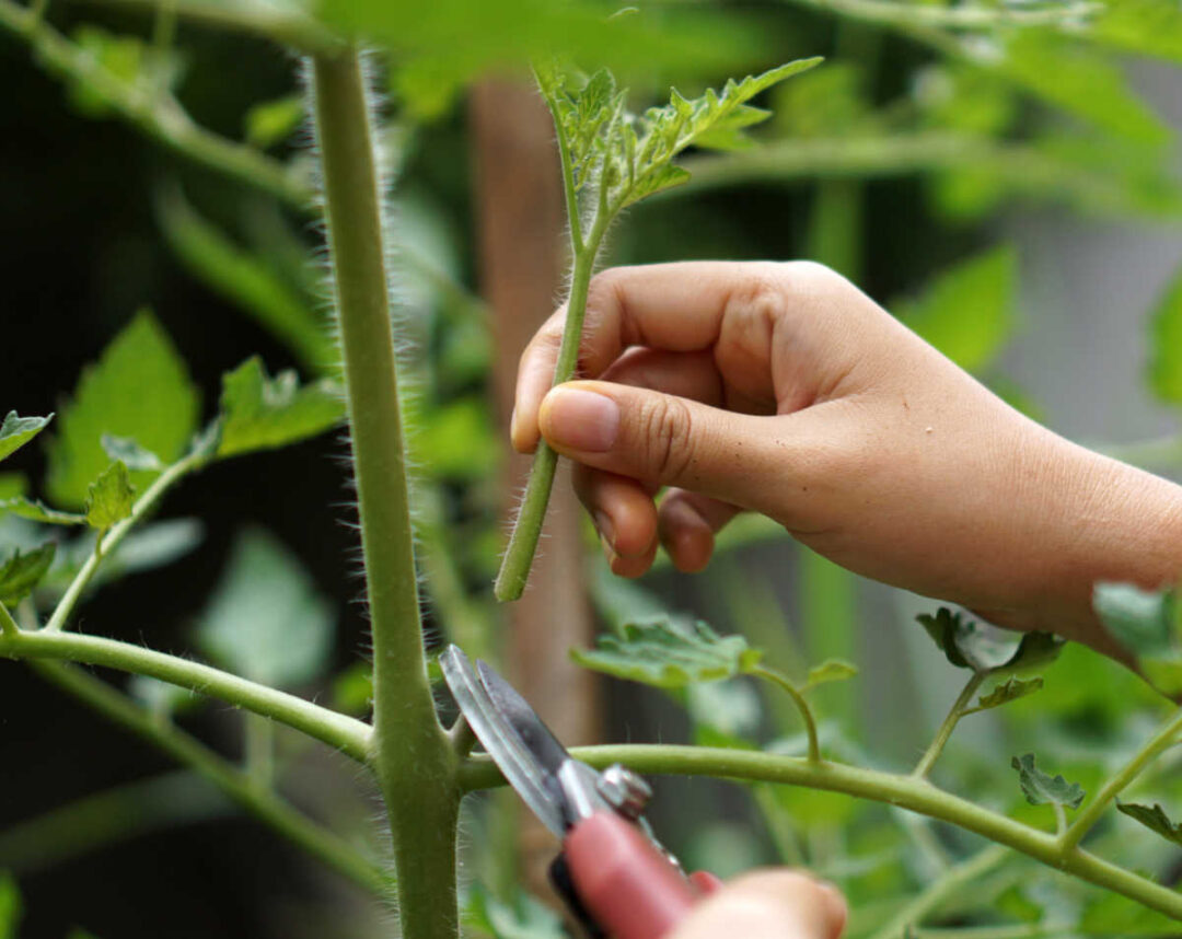 Propagating Tomatoes - Growing Cuttings in Water or Soil