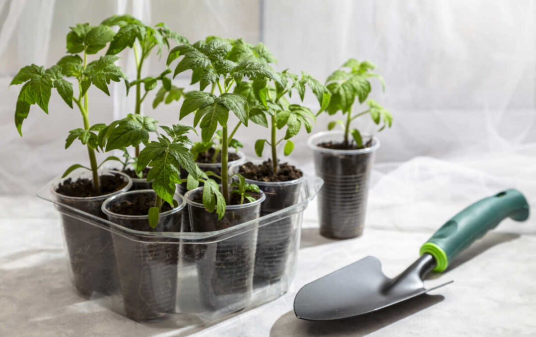 Propagating Tomatoes - Growing Cuttings in Water or Soil