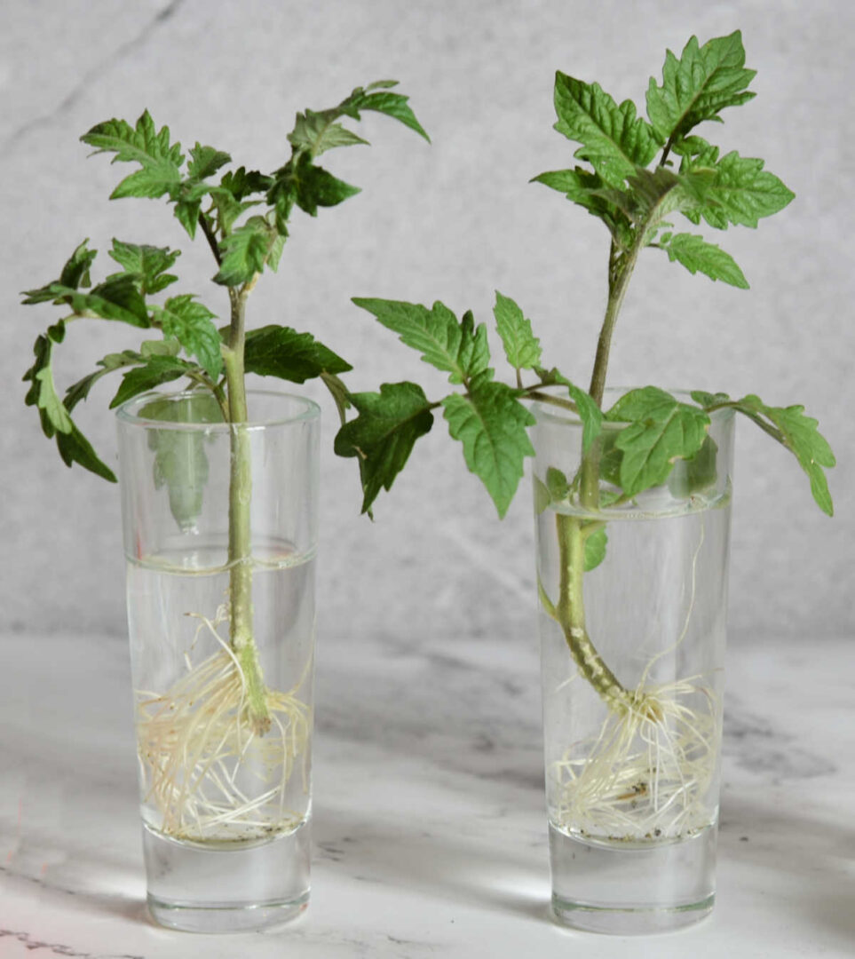 Propagating Tomatoes - Growing Cuttings in Water or Soil