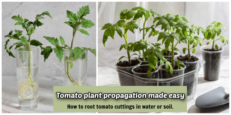 Propagating Tomatoes - Growing Cuttings in Water or Soil