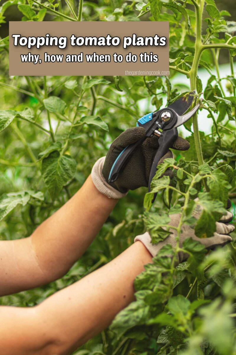 Topping Tomato Plants - Why When and How To Do It