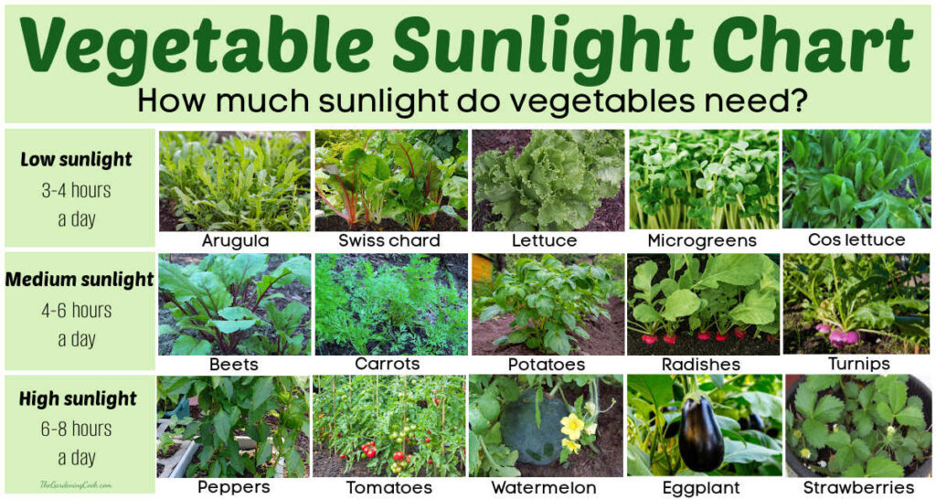 Vegetable Sunlight Chart - How Much Sun do Vegetables Need?