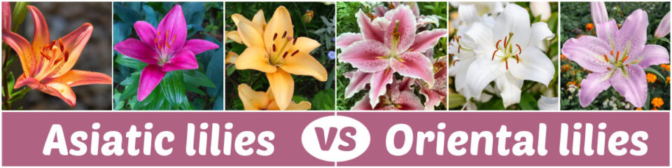 Asiatic vs Oriental Lilies - What is the Difference Between Them?