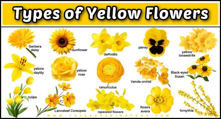 15 Types of Yellow Flowers - Names, Pictures & Care Info