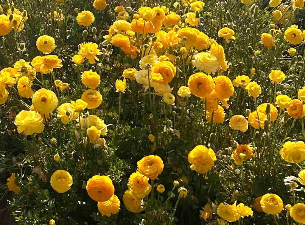 15 Types of Yellow Flowers - Names, Pictures & Care Info