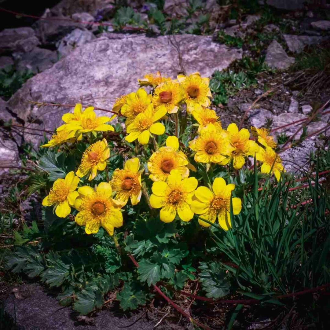 15 Types of Yellow Flowers - Names, Pictures & Care Info
