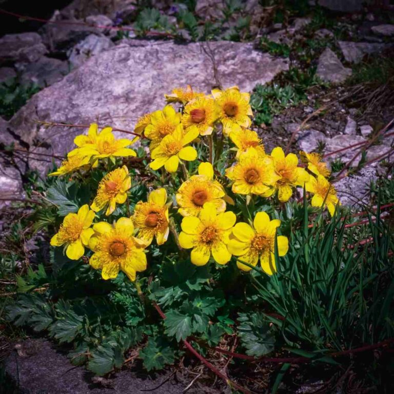 15 Types of Yellow Flowers - Names, Pictures & Care Info