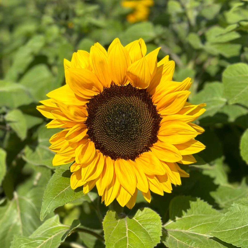 15 Types of Yellow Flowers - Names, Pictures & Care Info