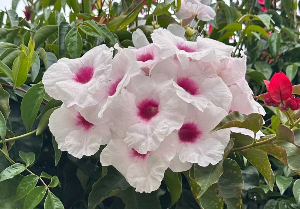 45+ White Flower Names and Pictures - Types of White Flowers