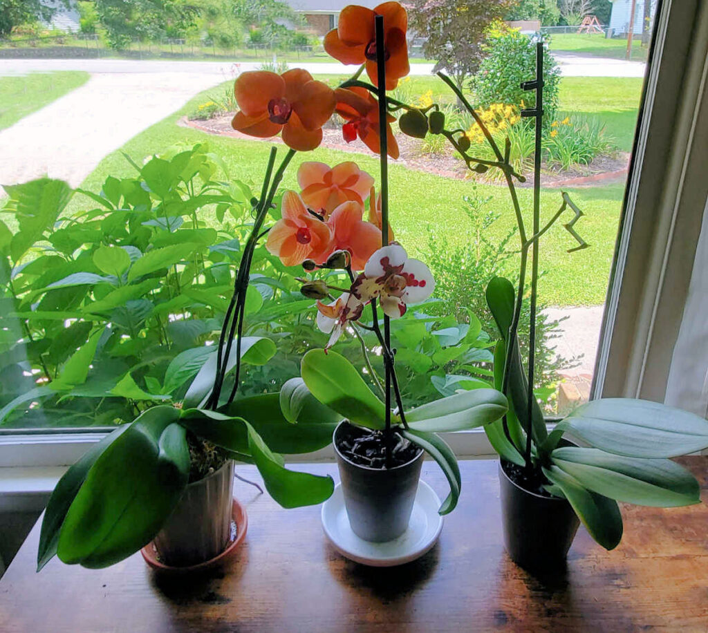 Phalaenopsis Orchid Care - How to Grow Moth Orchids