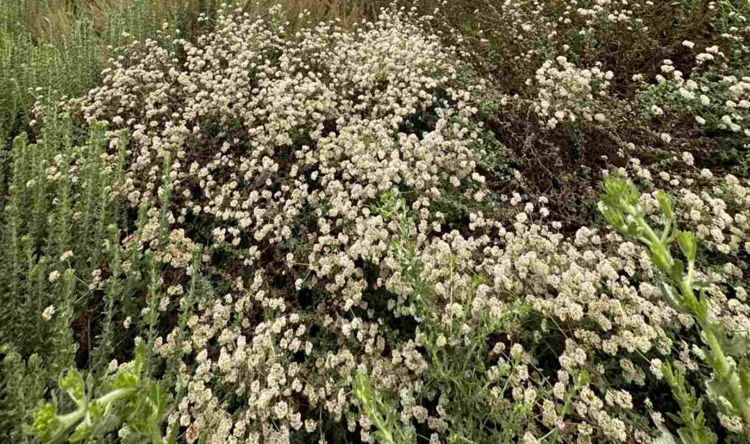 45+ White Flower Names and Pictures - Types of White Flowers
