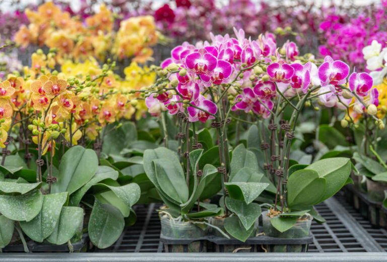 Phalaenopsis Orchid Care - How to Grow Moth Orchids