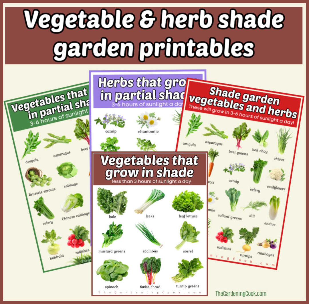 List of 40 Herbs & Vegetables that Grow in Shade & Partial Shade