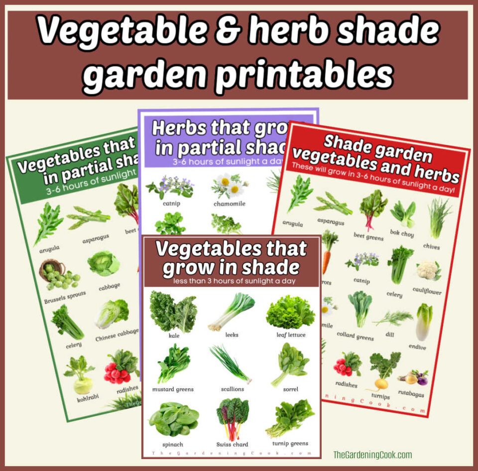 List of 40 Herbs & Vegetables that Grow in Shade & Partial Shade