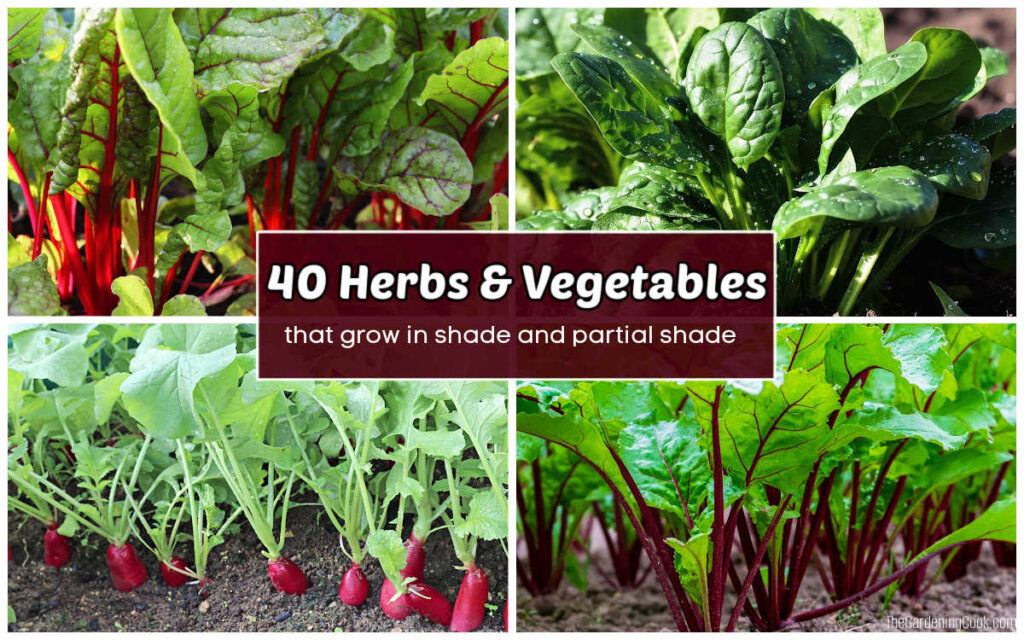 List of 40 Herbs & Vegetables that Grow in Shade & Partial Shade
