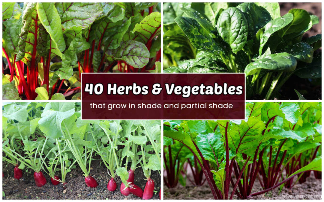 List of 40 Herbs & Vegetables that Grow in Shade & Partial Shade