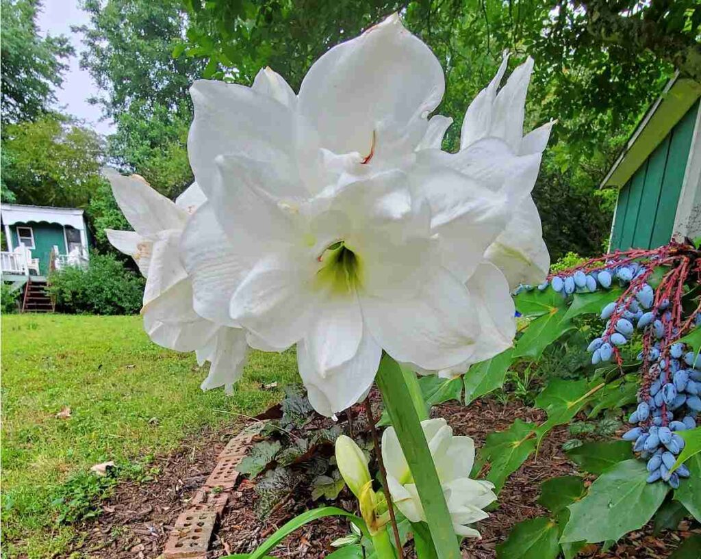 45+ White Flower Names and Pictures - Types of White Flowers