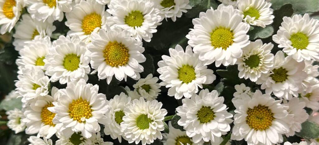 45+ White Flower Names and Pictures - Types of White Flowers