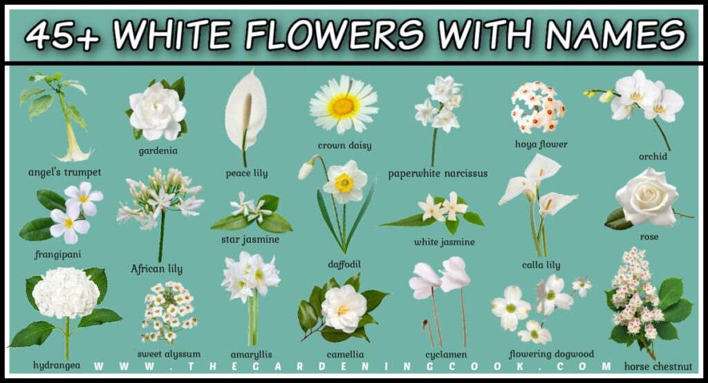 45+ White Flower Names and Pictures - Types of White Flowers