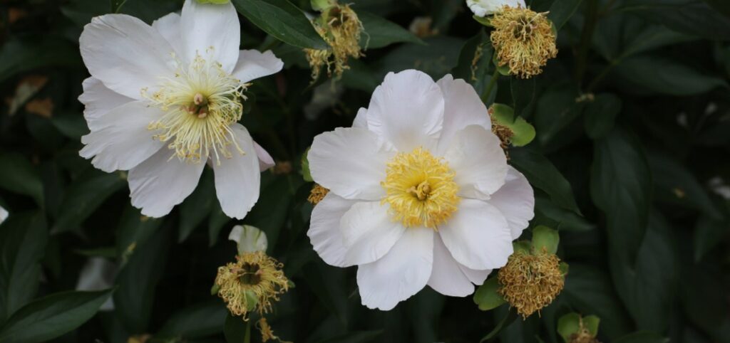 45+ White Flower Names and Pictures - Types of White Flowers
