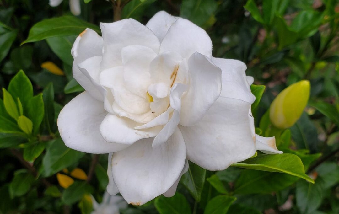 45+ White Flower Names and Pictures - Types of White Flowers