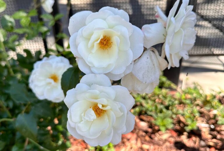 45+ White Flower Names and Pictures - Types of White Flowers