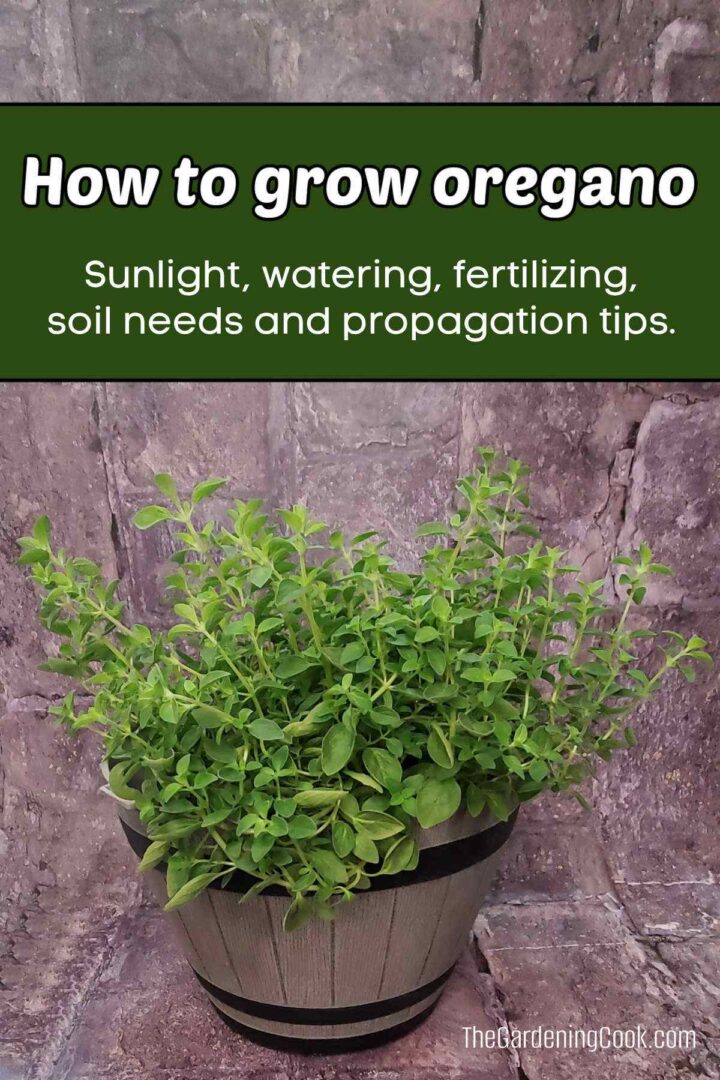 Growing Oregano at Home + a Free Oregano Plant Care Printable