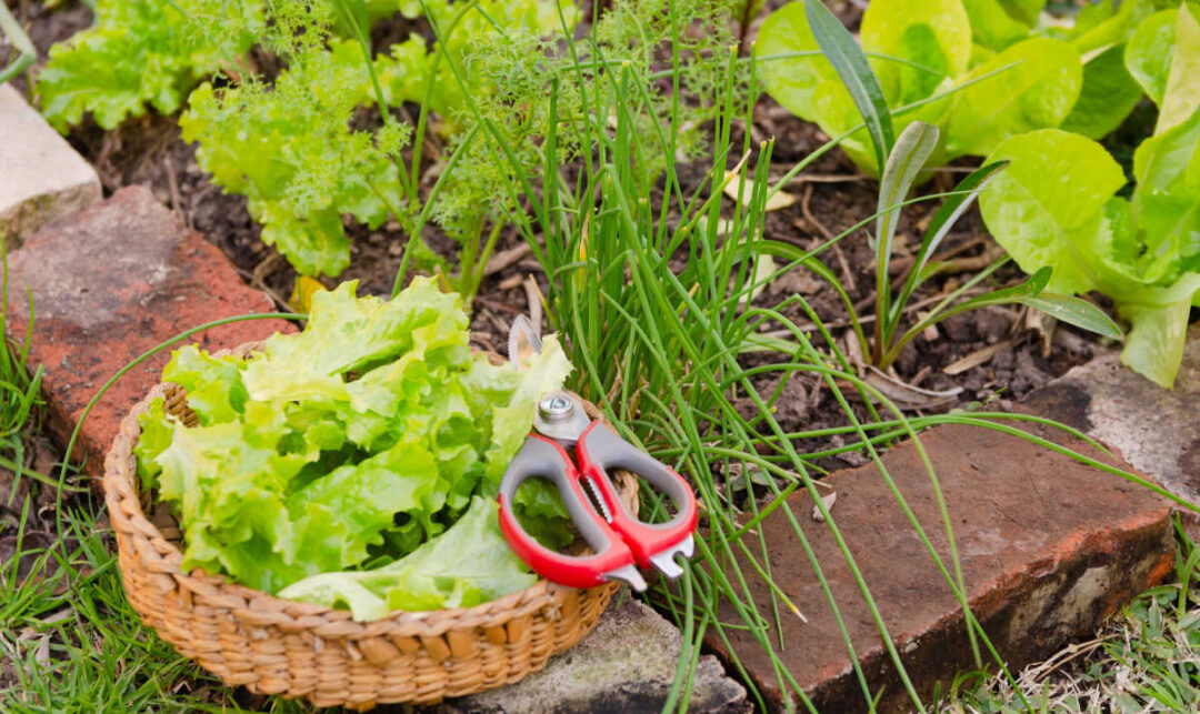 Chive Companion Plants + Chives Companion Planting Chart