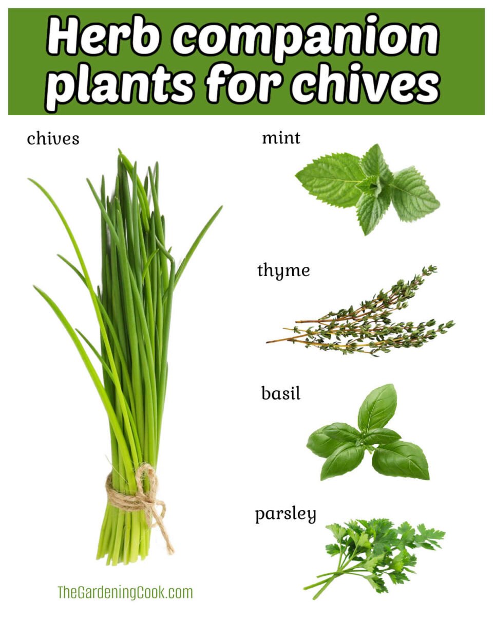 Chive Companion Plants + Chives Companion Planting Chart