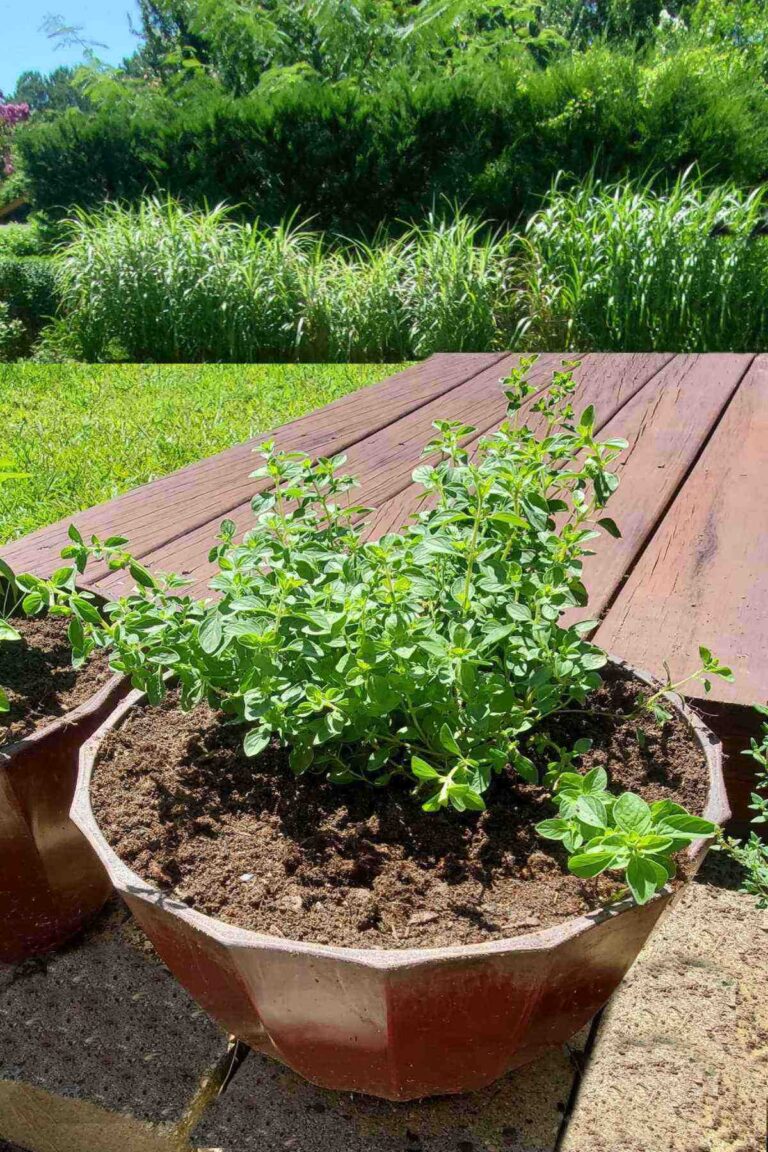 Growing Oregano at Home + a Free Oregano Plant Care Printable
