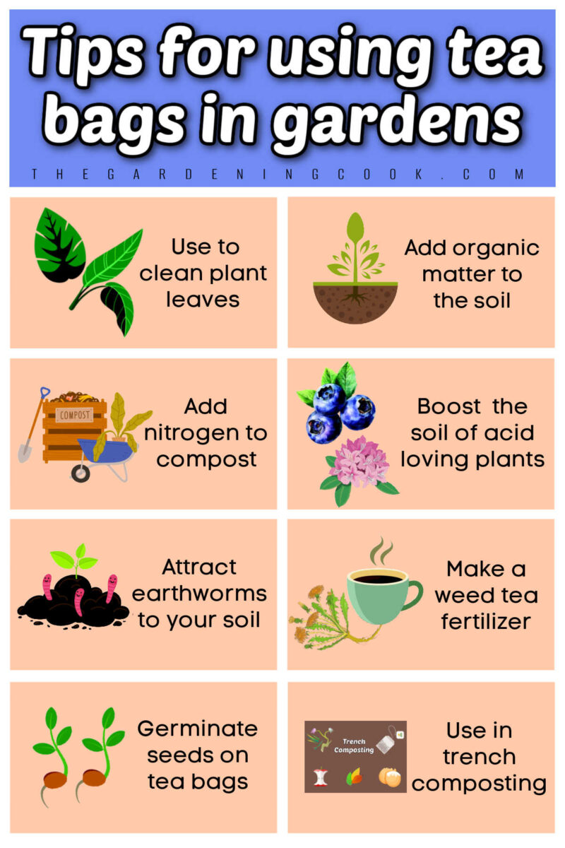 Using Tea Bags in Gardens - Tips for Recycling Tea Bags