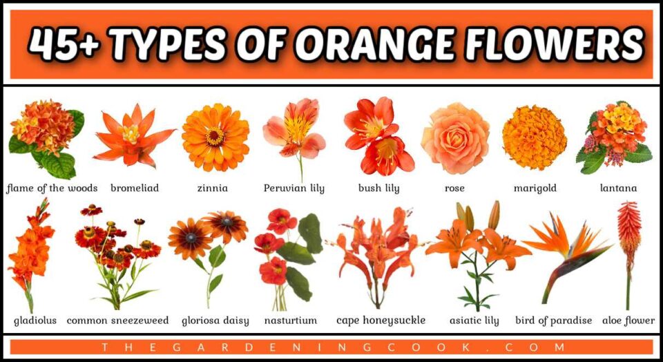 45+ Orange Flower Names and Pictures - Flower Identification List