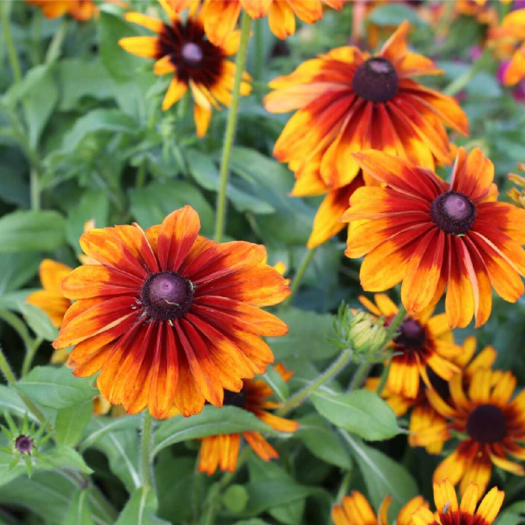 45+ Orange Flower Names and Pictures - Flower Identification List
