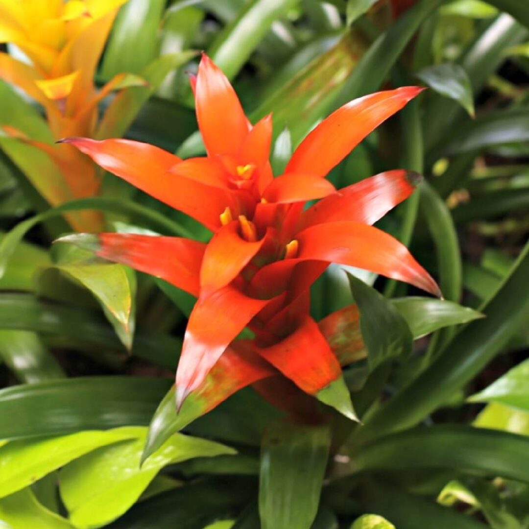 45+ Orange Flower Names and Pictures - Flower Identification List
