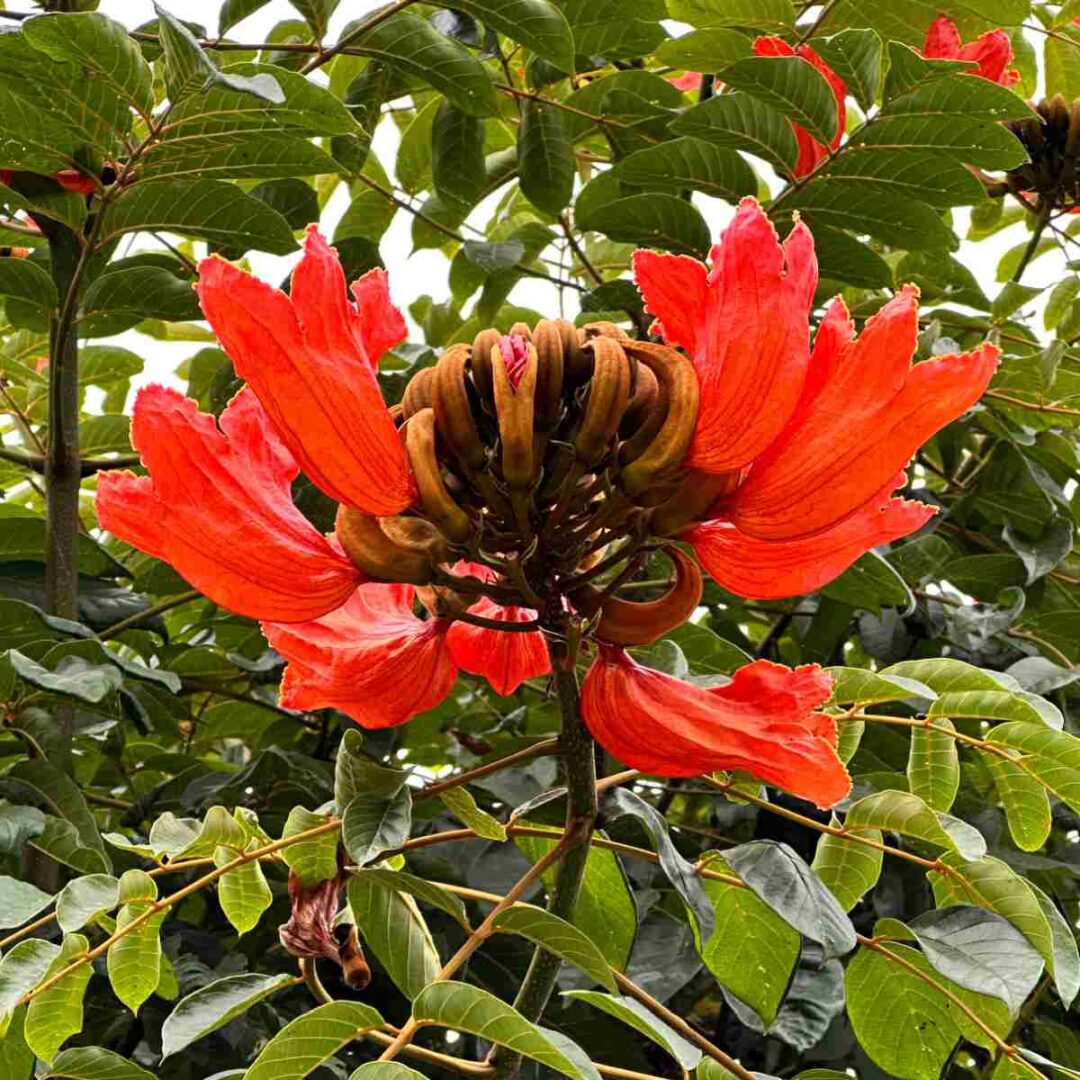 45+ Orange Flower Names and Pictures - Flower Identification List