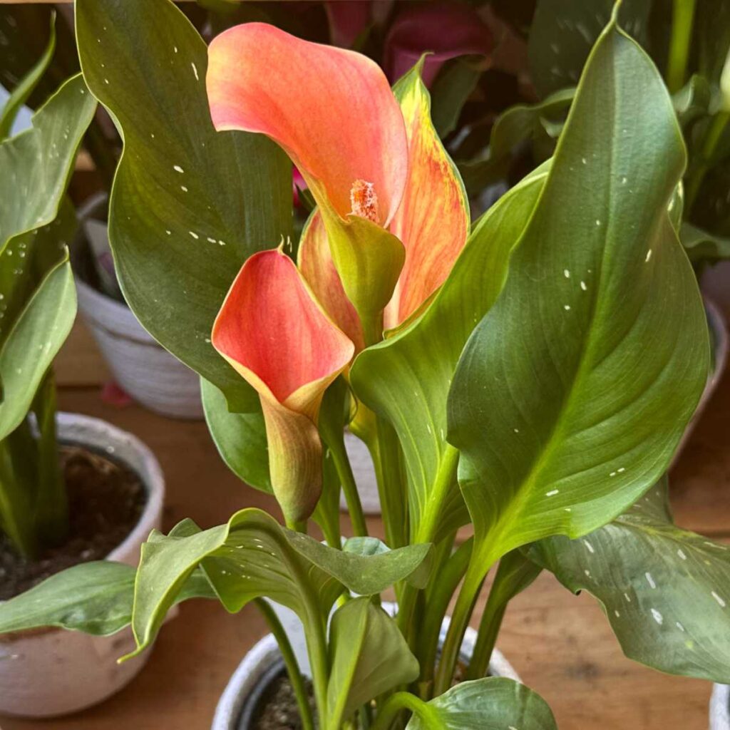 45+ Orange Flower Names and Pictures - Flower Identification List