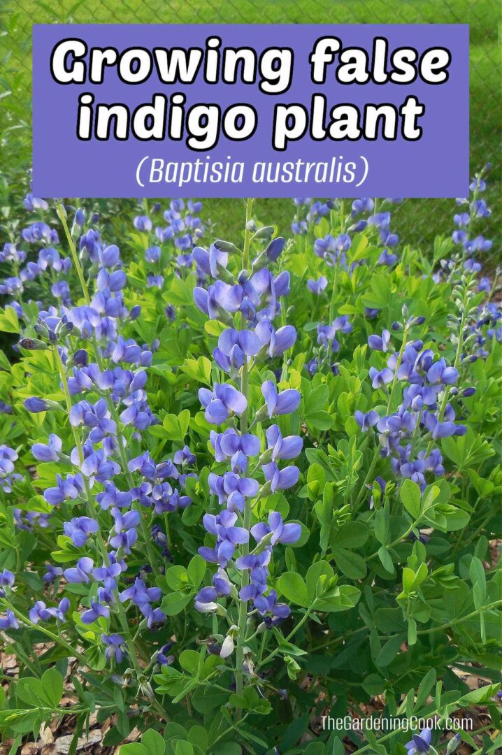 Blue False Indigo Plant Care: How to Grow Baptisia Australis