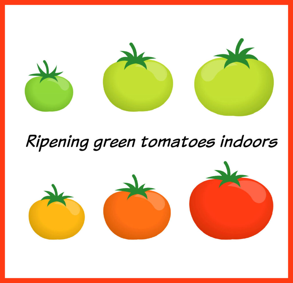 How to Ripen Tomatoes Indoors - 5 Proven Methods that Work