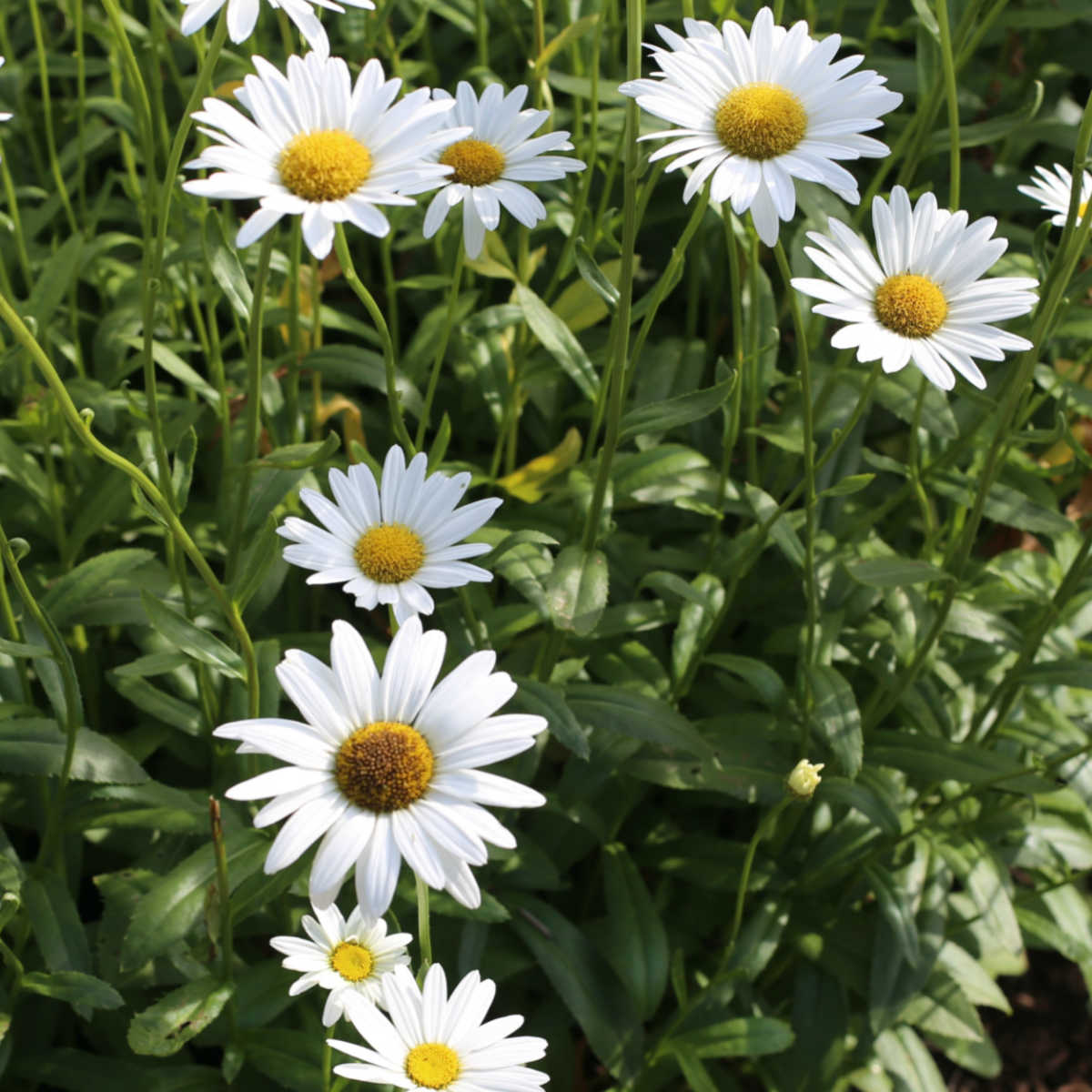 Shasta Daisy Care: How to Grow Chrysanthemum x Superbum