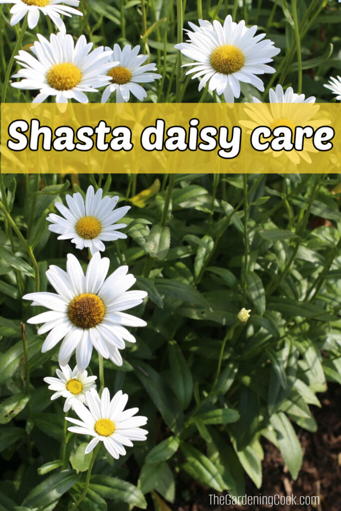 Shasta Daisy Care: How to Grow Chrysanthemum x Superbum