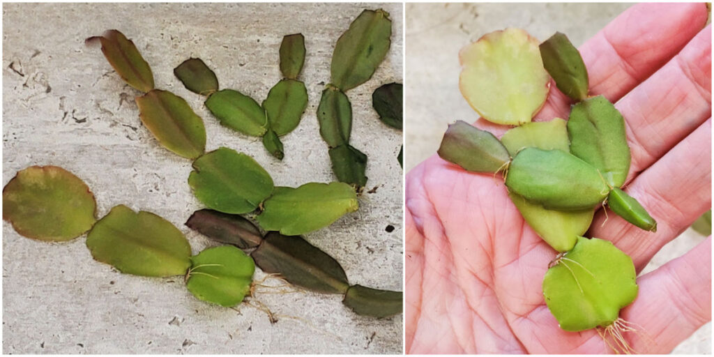Christmas Cactus Propagation | Easy Guide to Rooting Cuttings