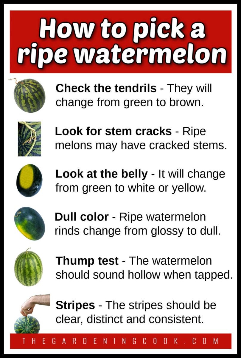 When Is a Watermelon Ripe? How to Tell When to Pick It