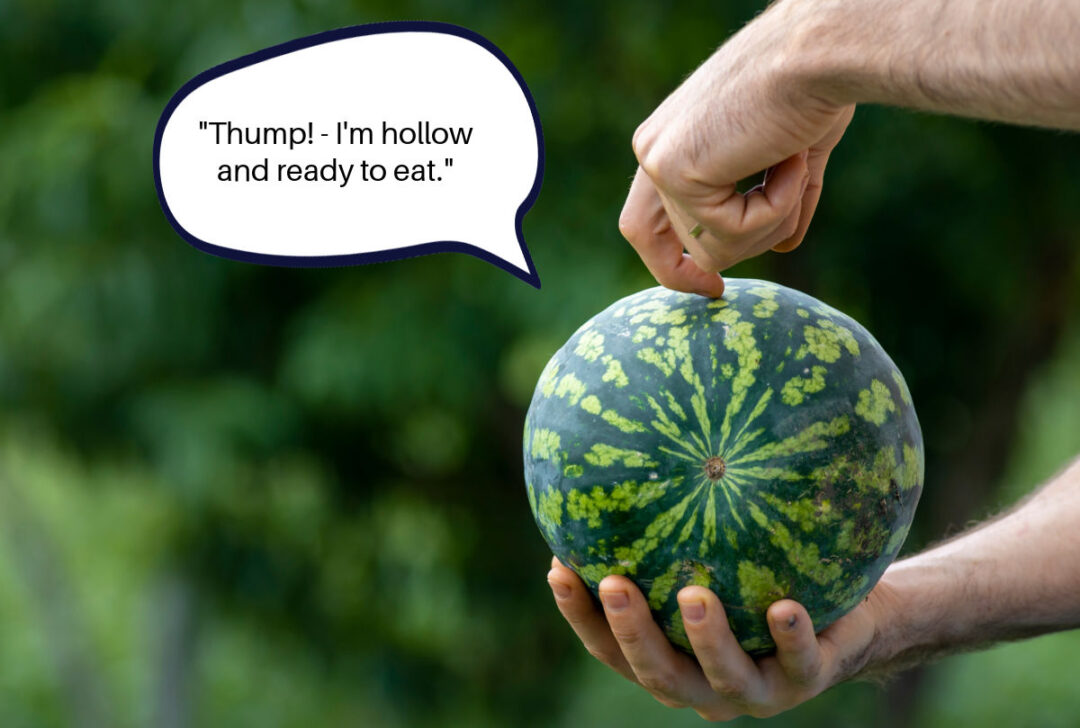 When Is a Watermelon Ripe? How to Tell When to Pick It